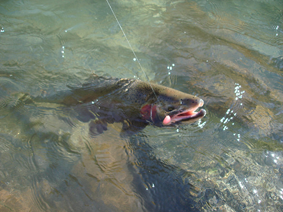 scenery-and-fish-photos-004 – Fisherman Mike's